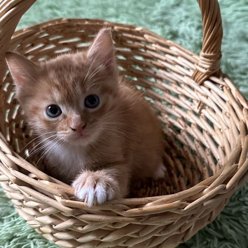 Котёнок в добрые руки