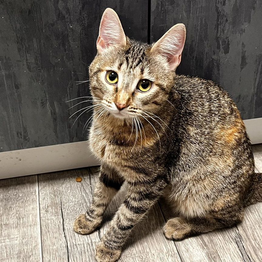 Взрослая, кошка в добрые руки