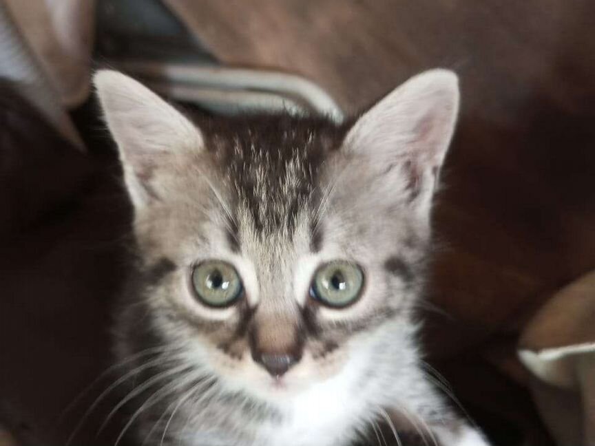 Котятки дачные