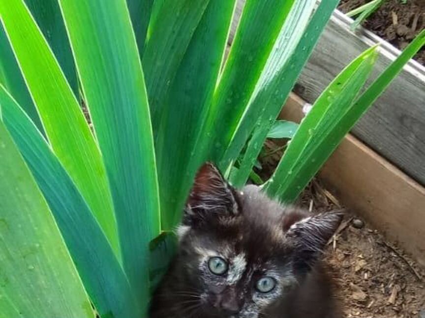 Домашние котятки В дар )