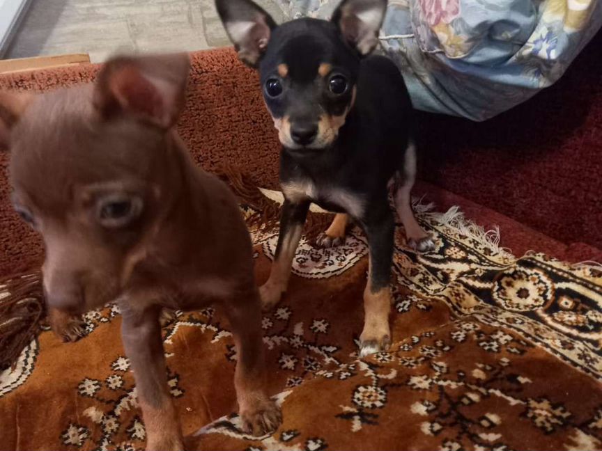 Той-терьер щенки