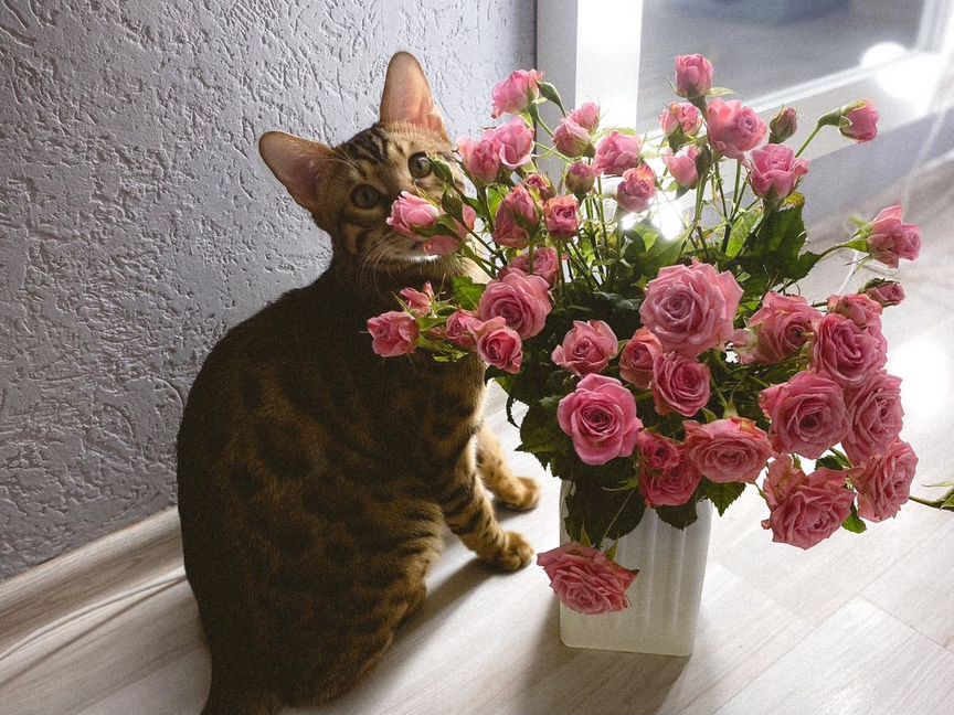 Бенгал вязка