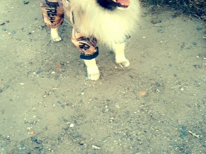 Немецкий шпиц вязка