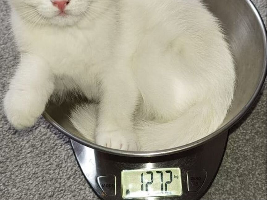 Шотландская скотиш фолд