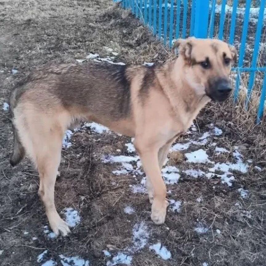 Взрослый пёс в добрые руки