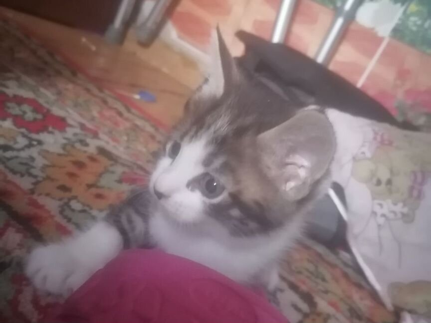 Котята в добрые руки