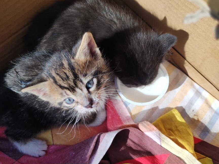 Котята у часовни Ксении Петербургской