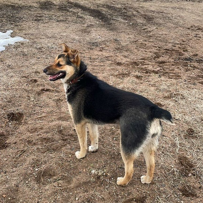 Стерилизованная собака