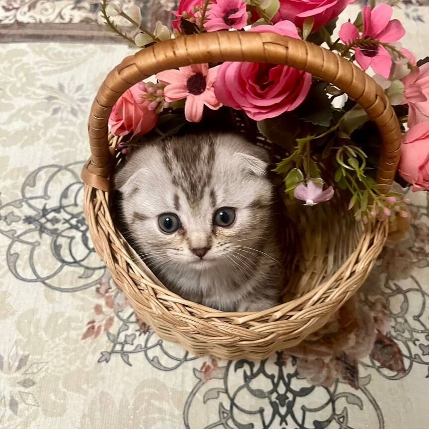 Шотландские вислоухие котята