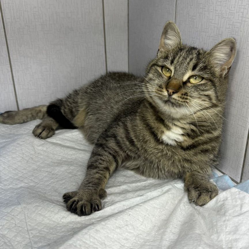 Взрослая, Девочка кошка в добрые руки