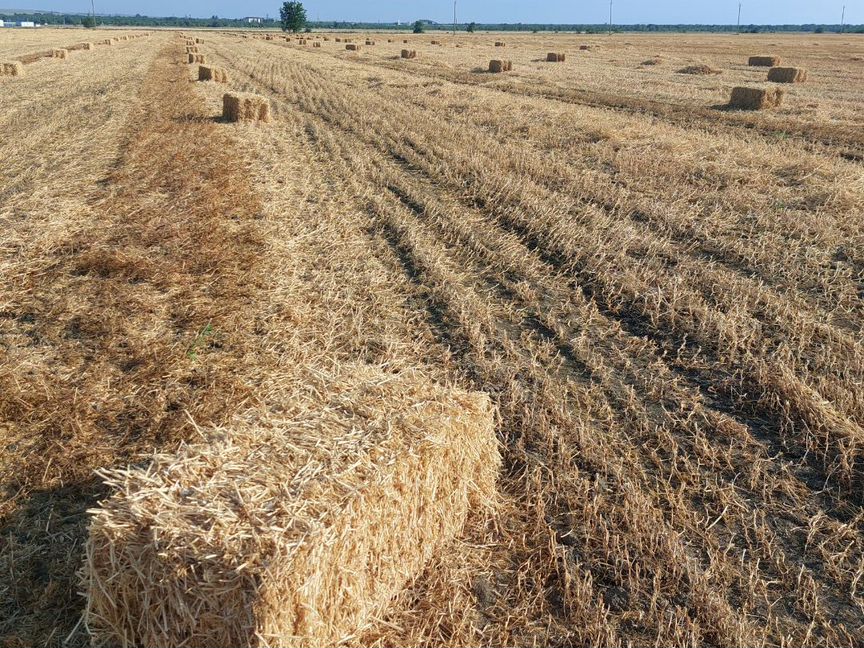 Гороховая и пшеничная солома в тюках