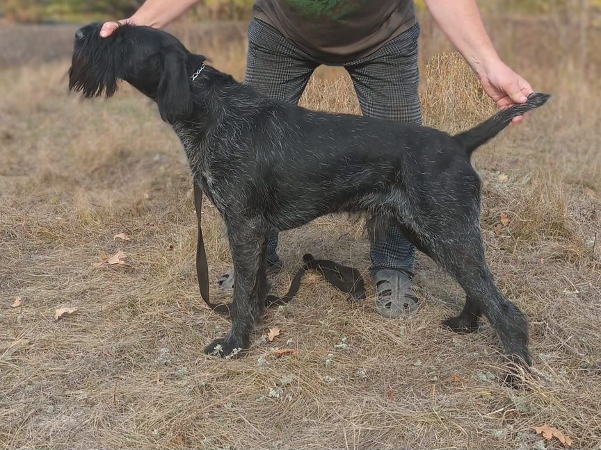 Дратхаар вязка