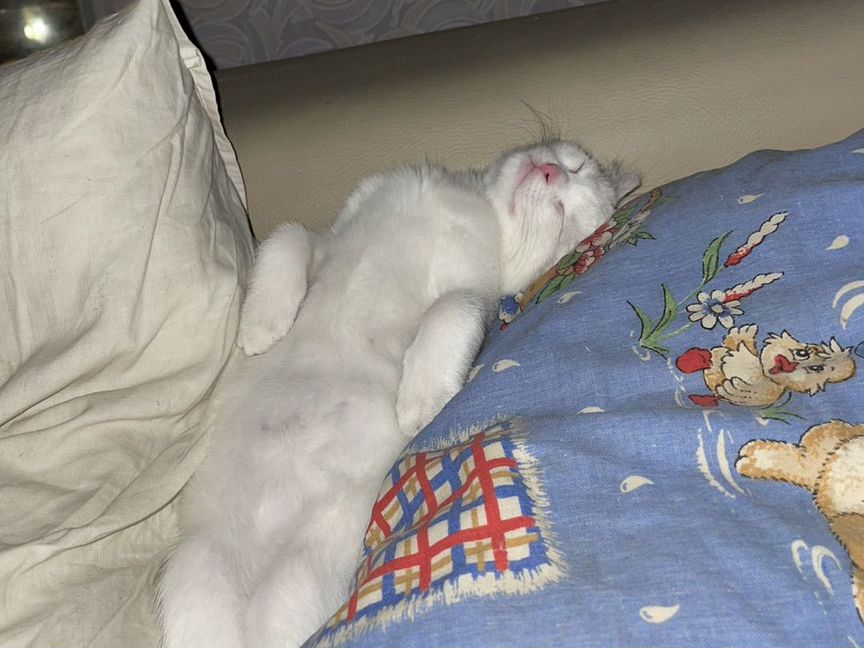 Отдам кошку в добрые руки