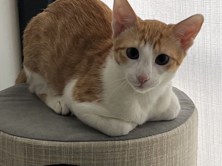 Ориентальный котенок мальчик