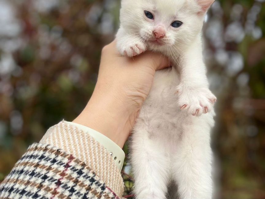 Котенок метис турецкая ангора