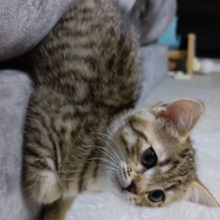 Британский короткошёрстный котёнок