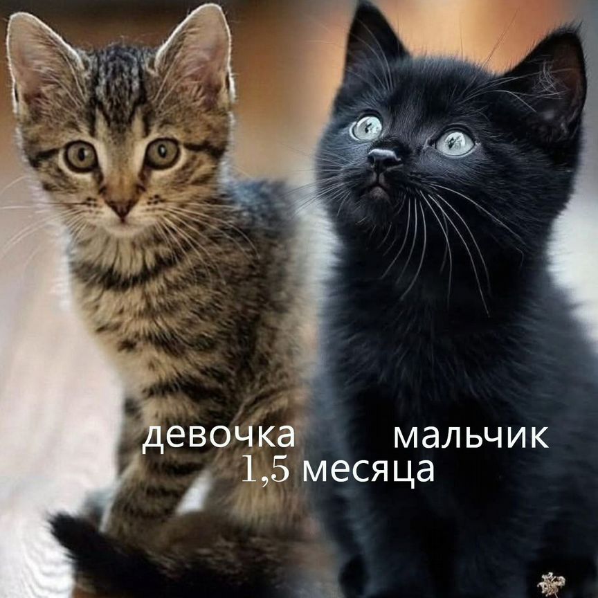 Котёнок в добрые руки