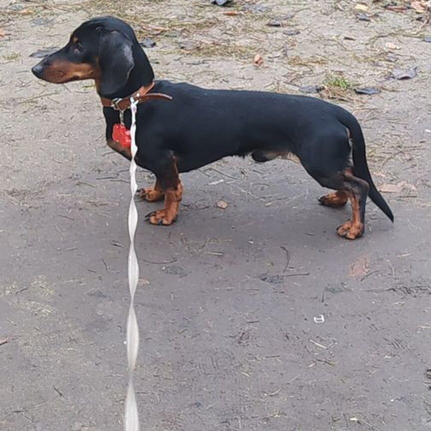 Карликовая такса, щенок