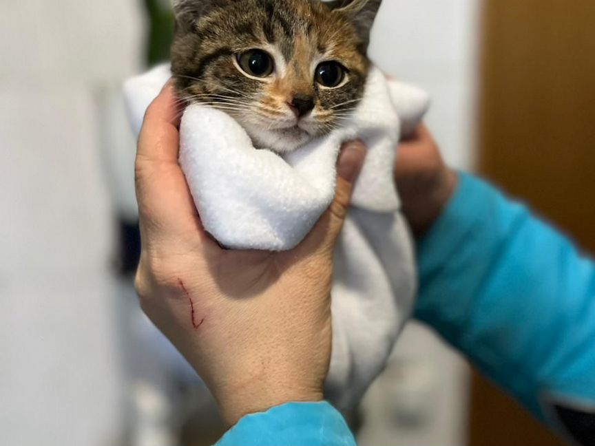 Маленький котёнок