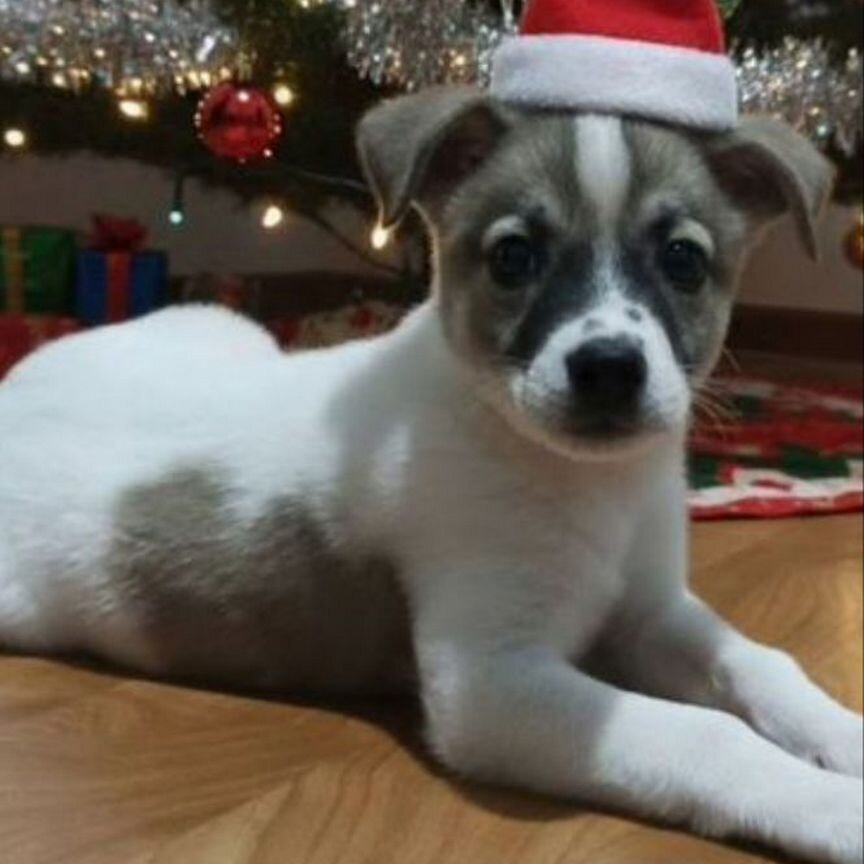 Щенок в добрые руки