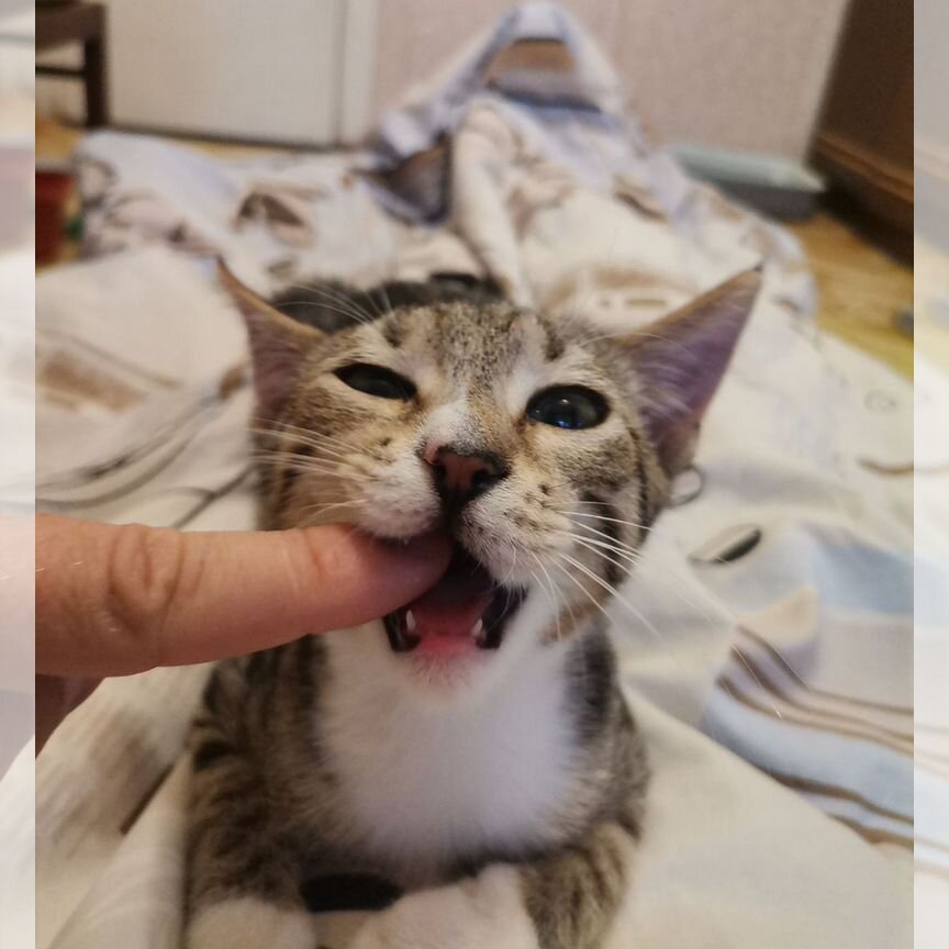 Котёнок в добрые руки