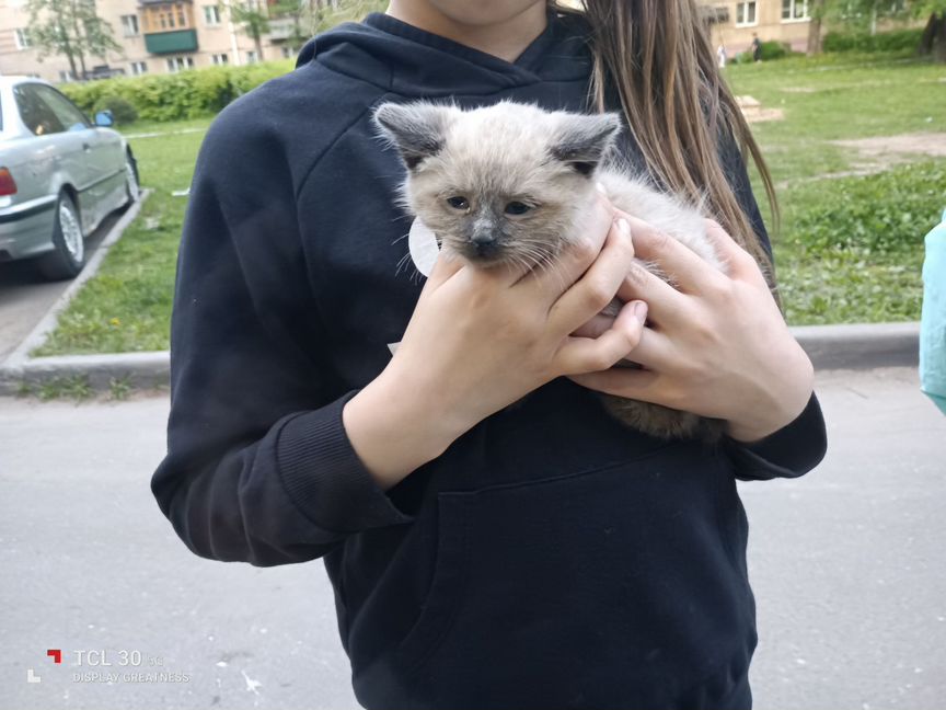 Котенок в добрые руки