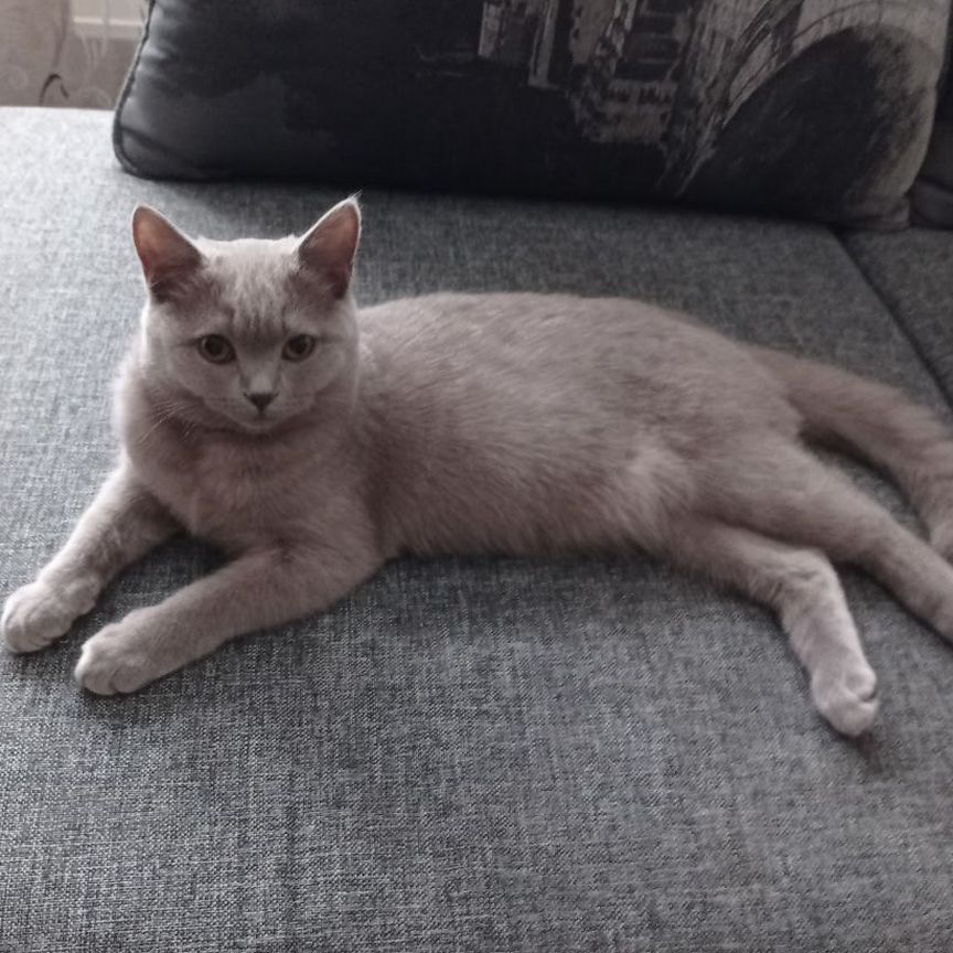 Британская короткошёрстная, взрослая кошка