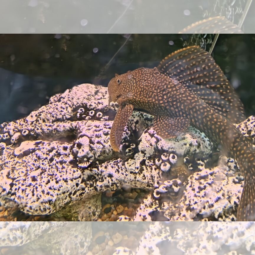 Сомик птеригоплихт