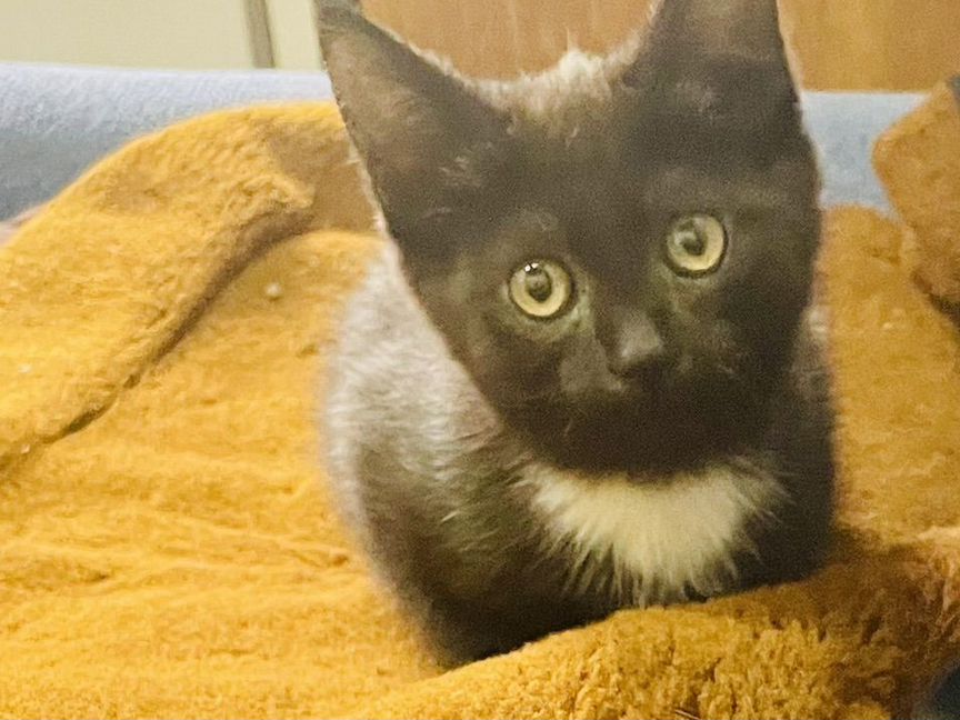 Котята