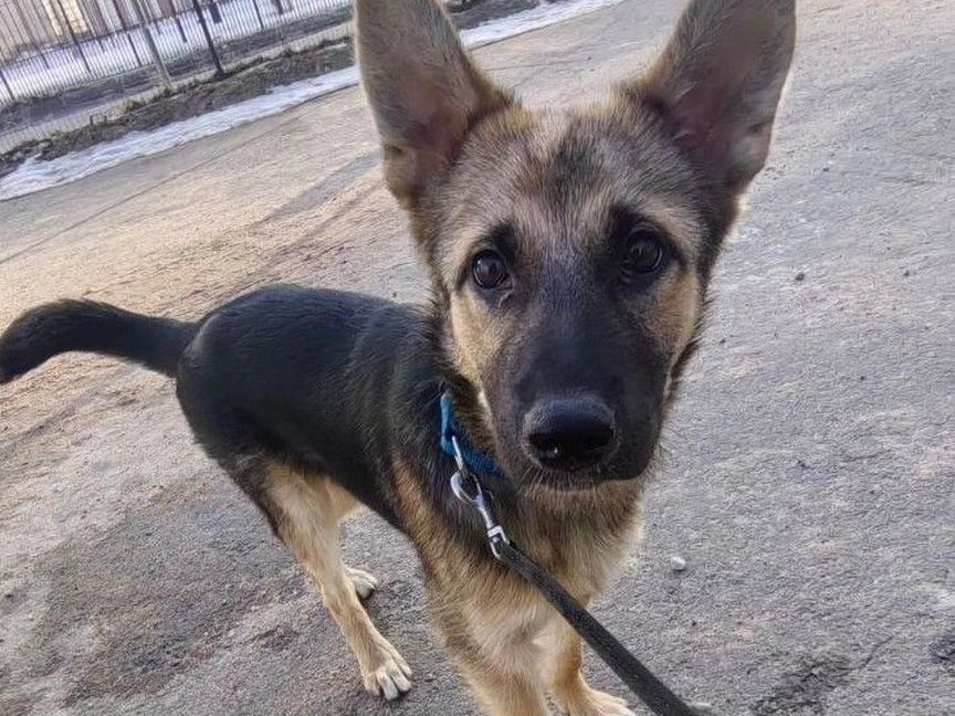 Чудо щенок в добрые руки