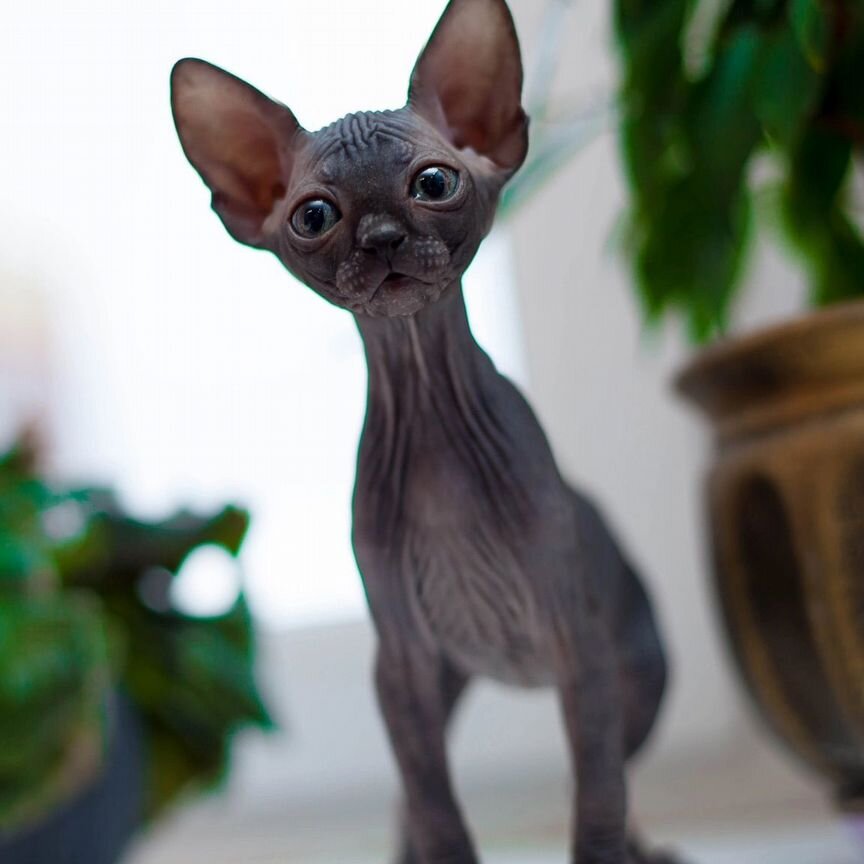 Черная маленькая девочка