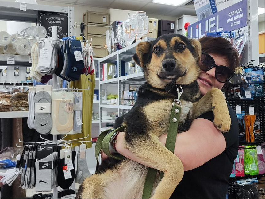 Собака в добрые руки отдам бесплатно