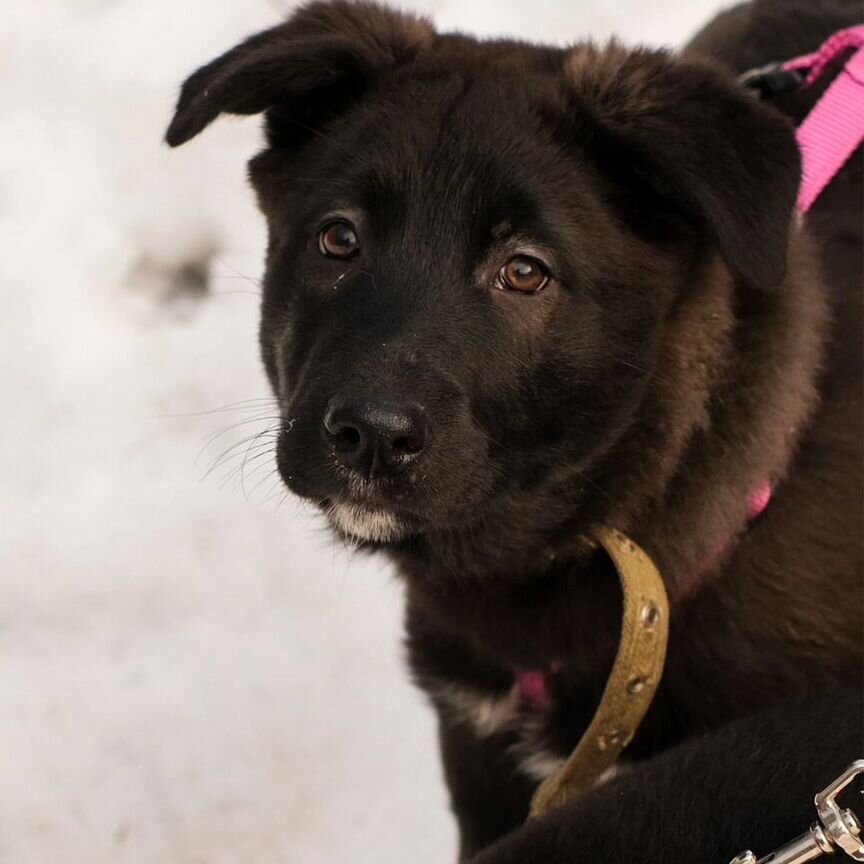 Четыре чëрных щеночка в добрые руки