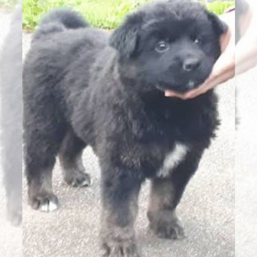 Ньюфаундленд, щенок