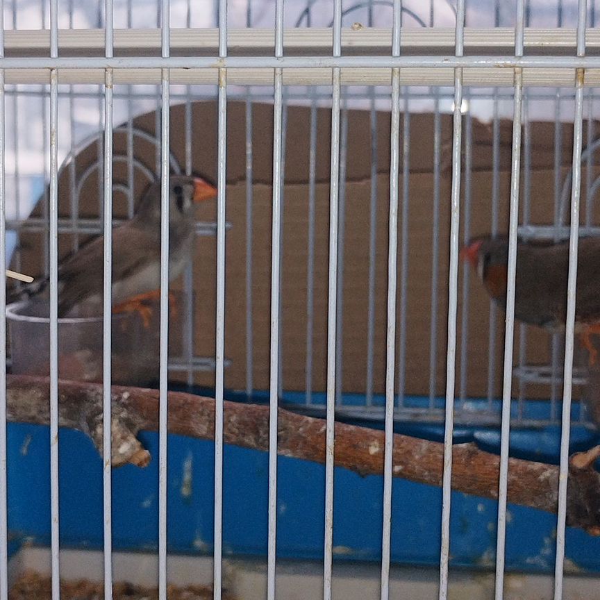 Амадины птички