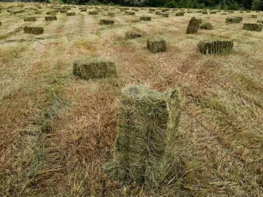 Сено в тюках