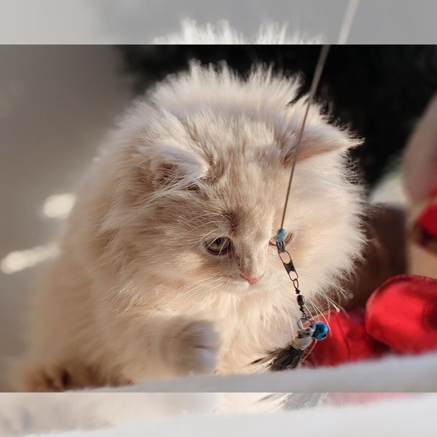 Шотландский прямоухий длинношёрстный котёнок