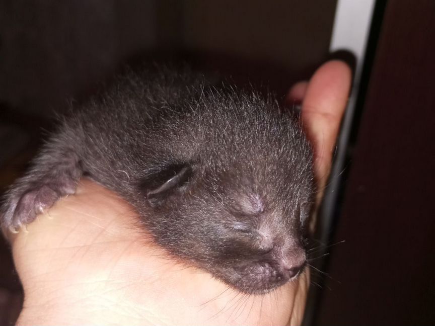 Кошка в дар бесплатно