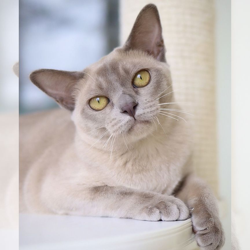 Европейский бурманский котёнок