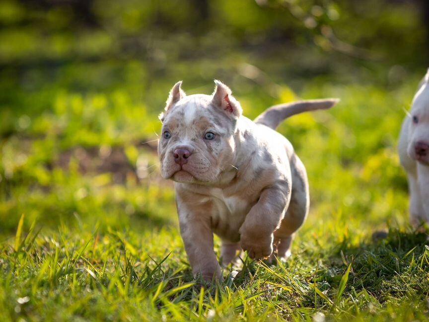 Американский Булли. Нарядный парень