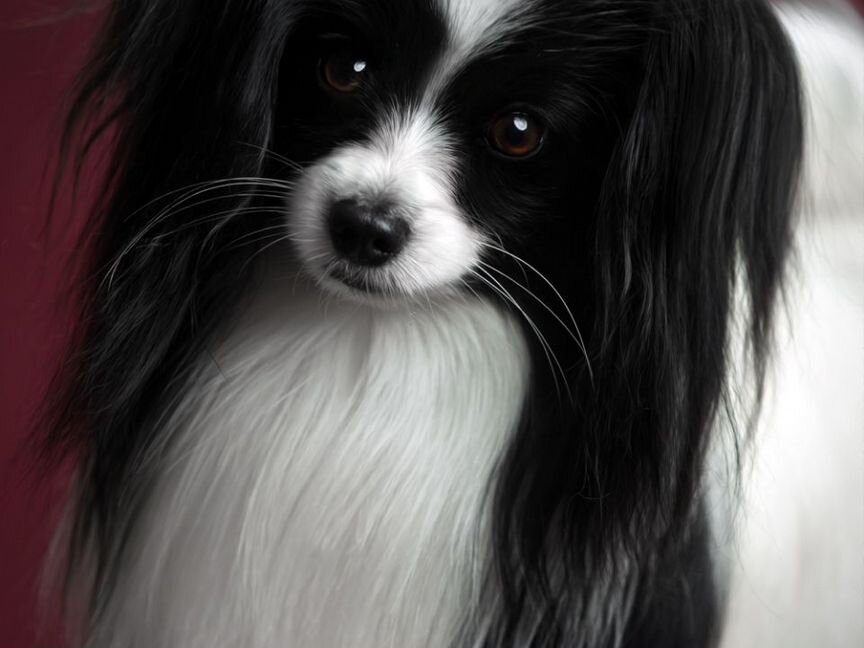 Фален для вязок