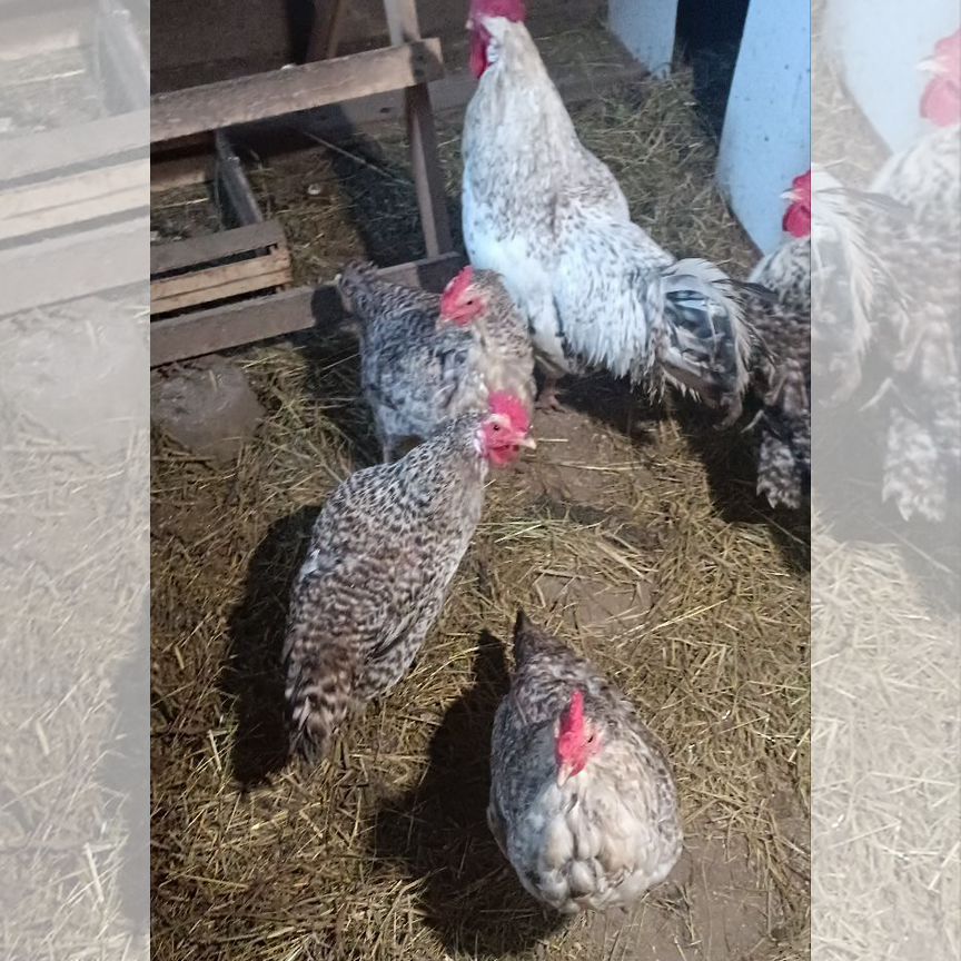 Продам кур порода Борковская барвистая