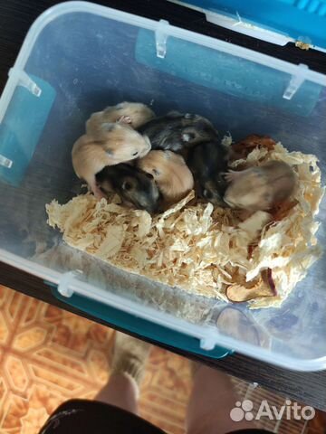 Джунгарский хомяк