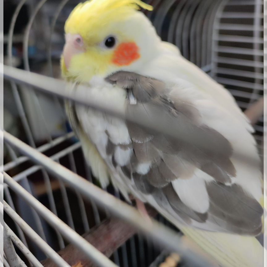 Попугай корелла с клеткой птенец торг