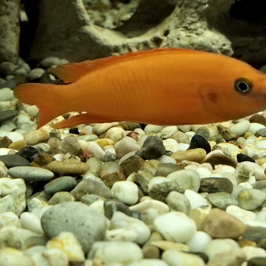 Лампрологус лиллеупи