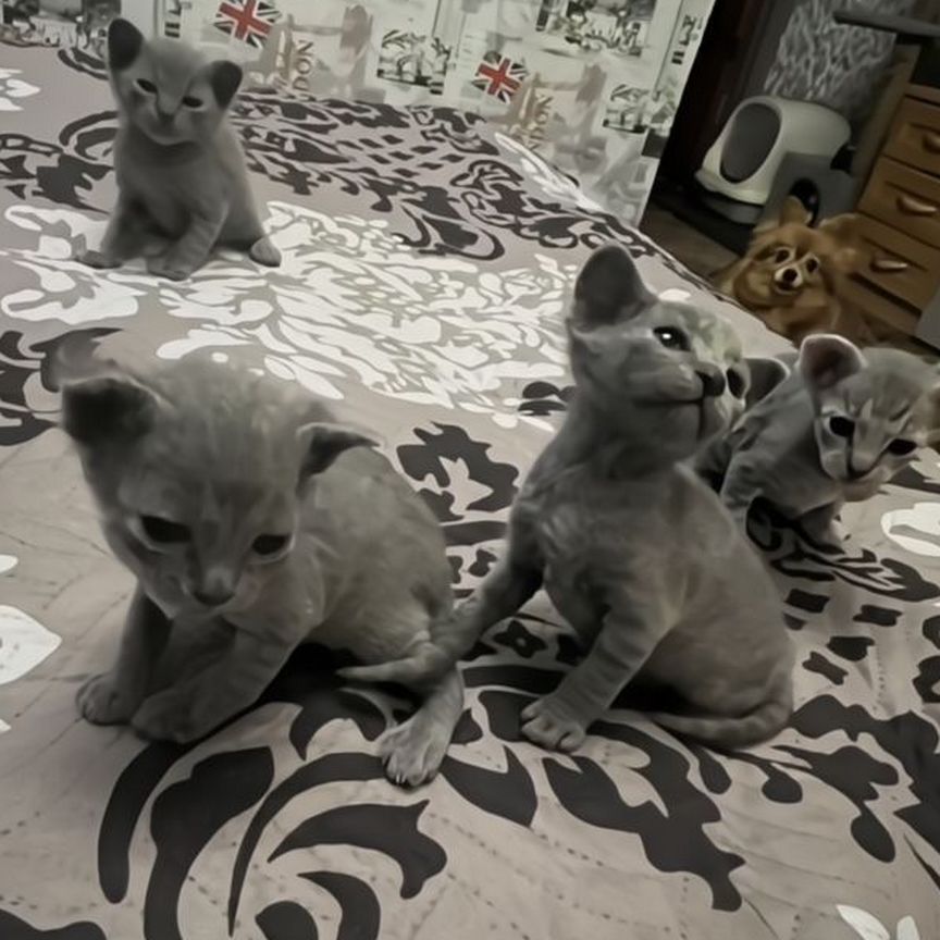 Канадский сфинкс котёнок