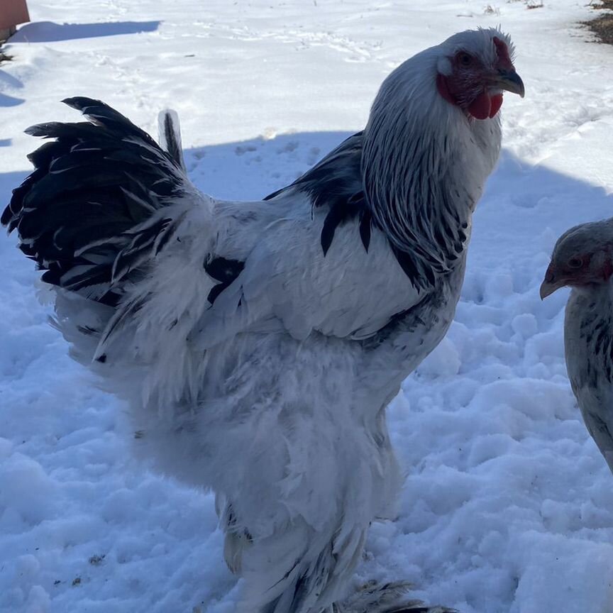 Петух брама