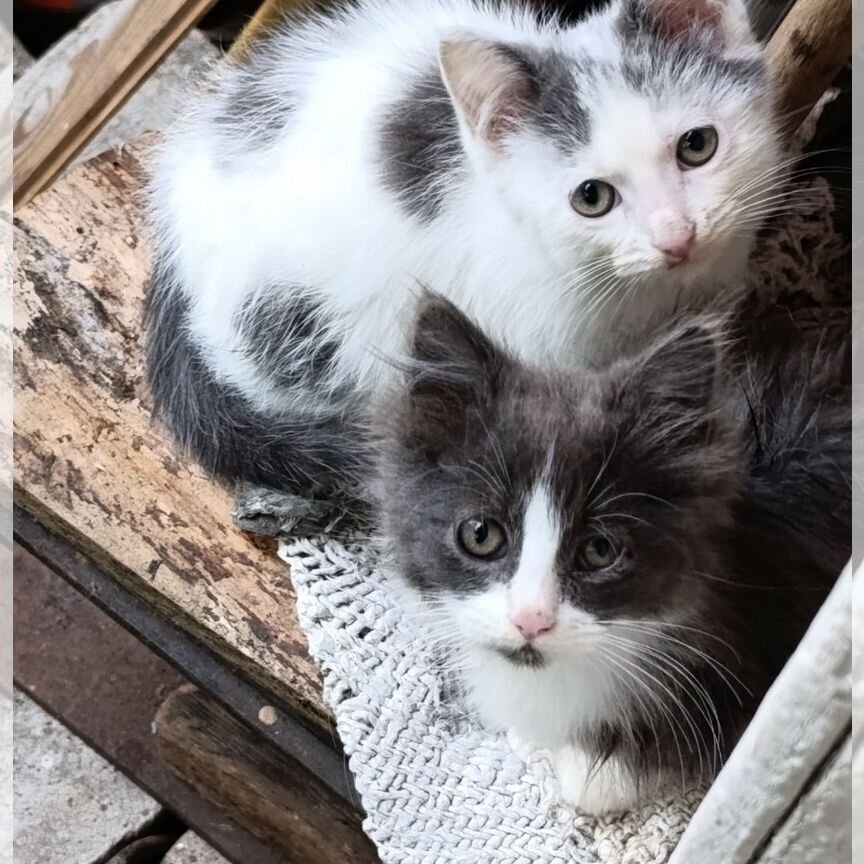 Котята в добрые руки бесплатно