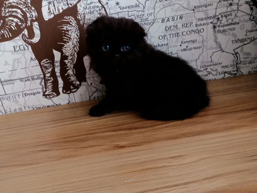 Шотландская