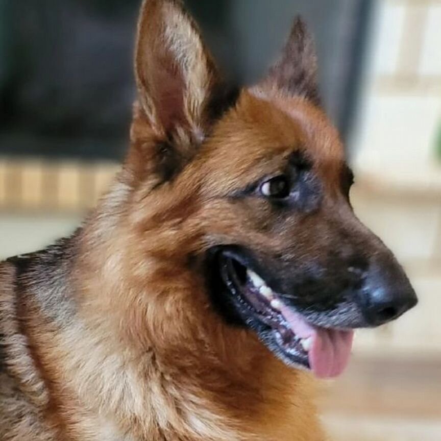 Немецкая овчарка, взрослая собака